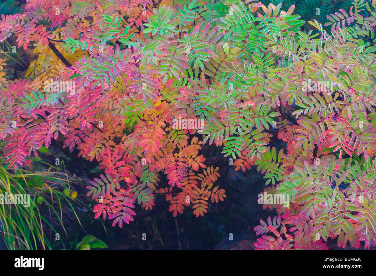 Checker tree hi-res stock photography and images - Alamy