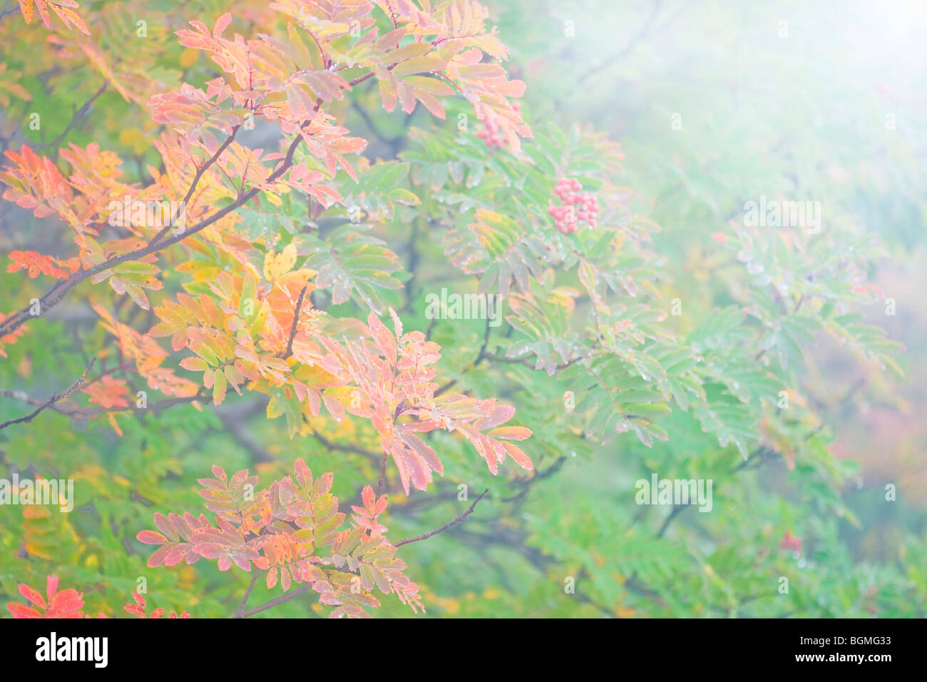 Checker tree in fog Stock Photo - Alamy