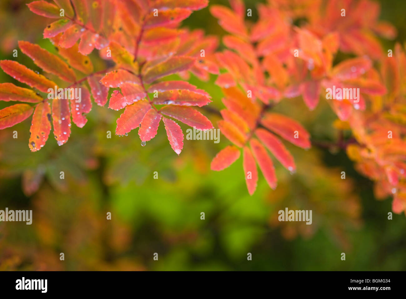 Checker tree during Autumn Stock Photo - Alamy