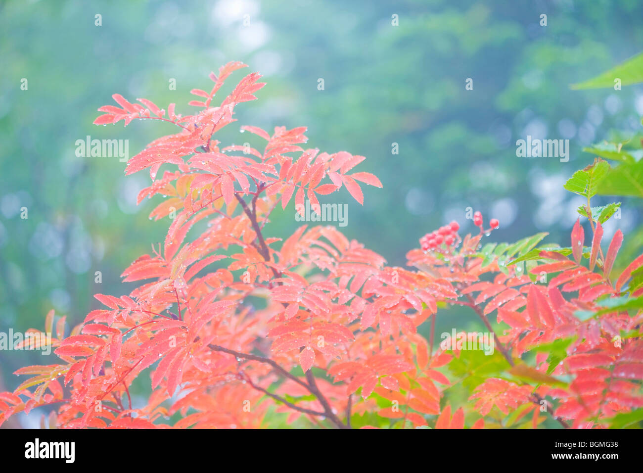 Checker tree during Autumn Stock Photo - Alamy