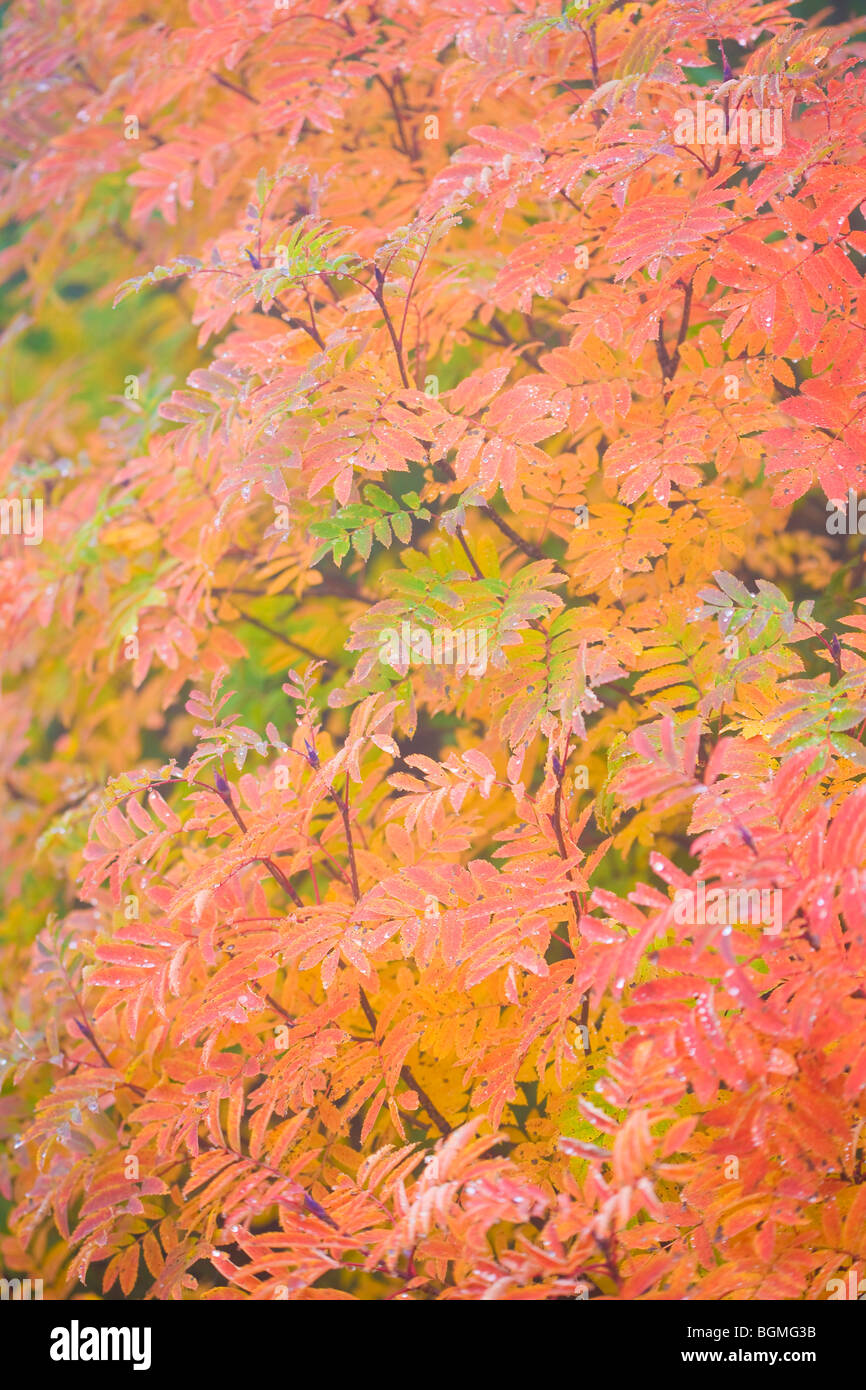 Wet Tree High Resolution Stock Photography and Images - Alamy