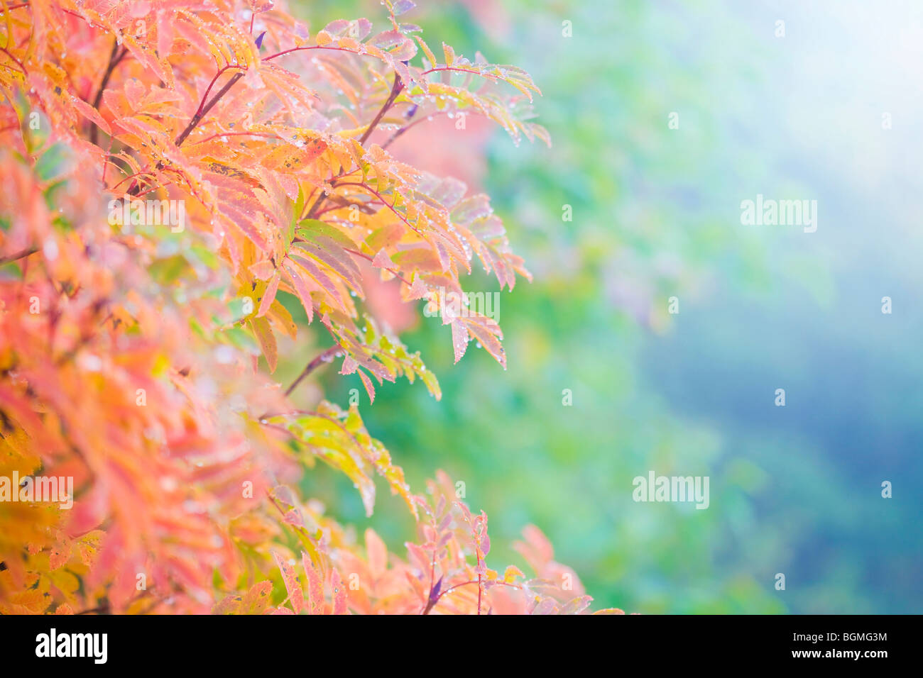Checker tree with dew Stock Photo - Alamy