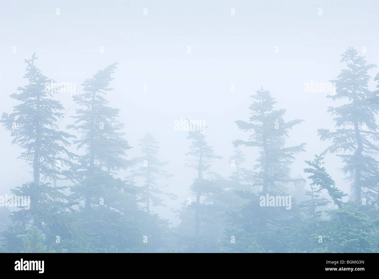 Fog in forest Norikura Plateau Matsumoto Nagano Prefecture Japan Stock ...