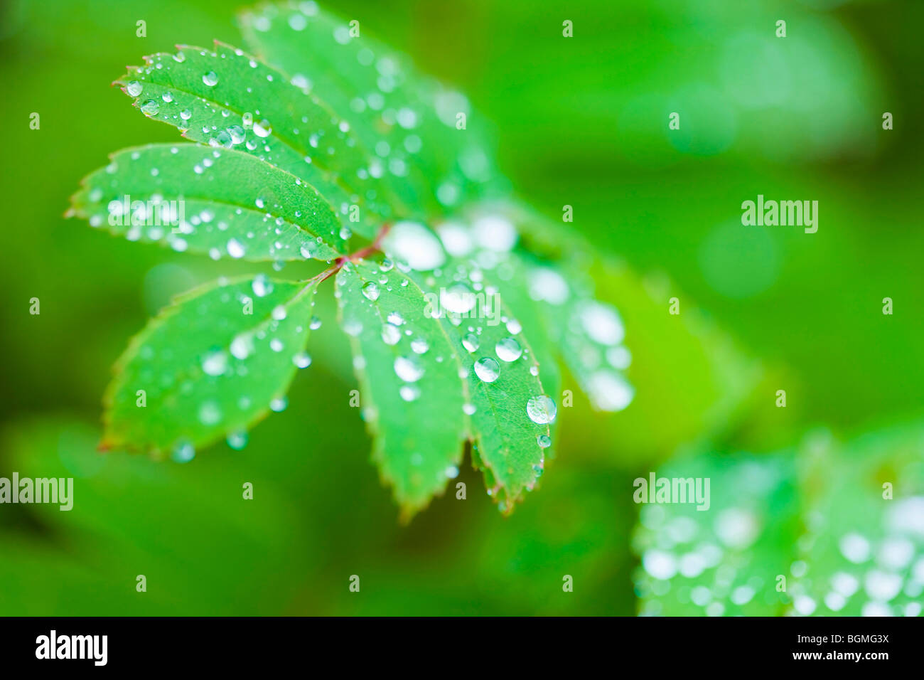 Checker tree with droplets of water Stock Photo - Alamy