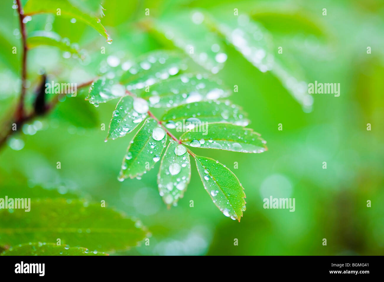 Checker tree with water droplets Stock Photo - Alamy