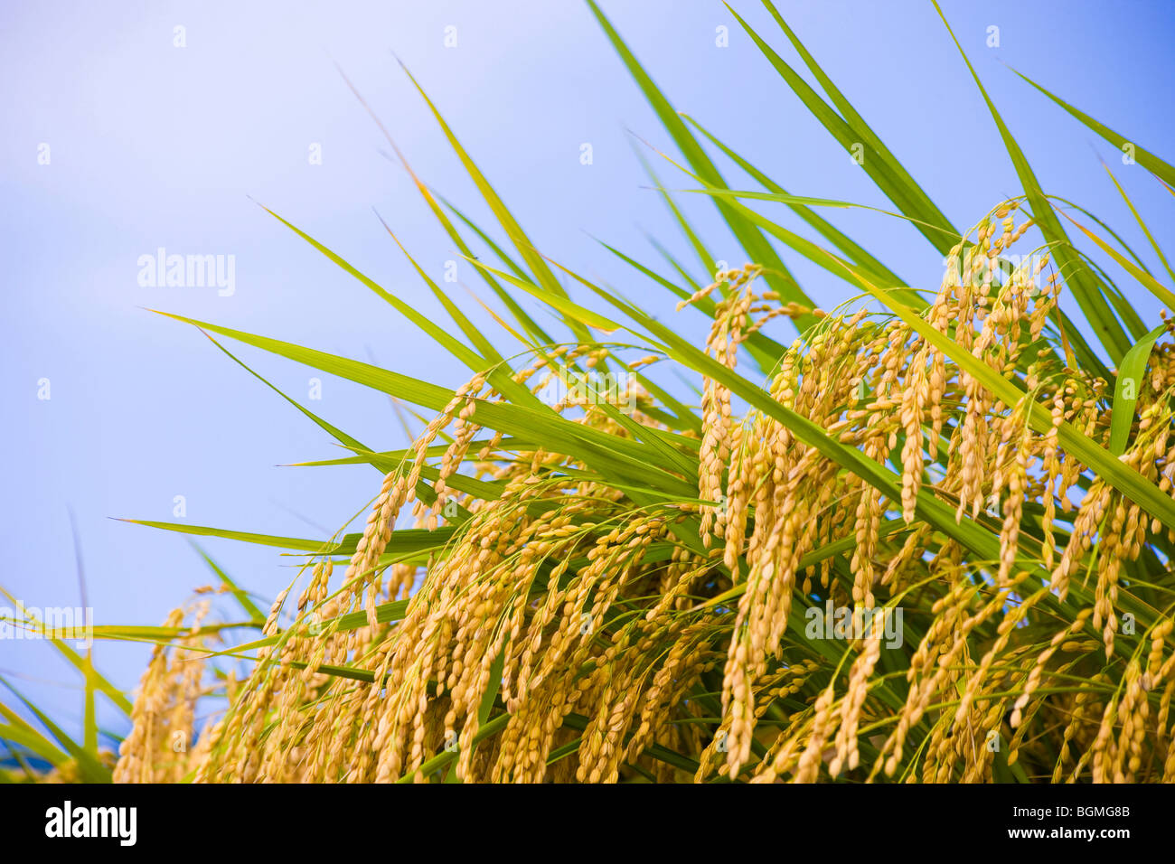 Rice Fields Close Up