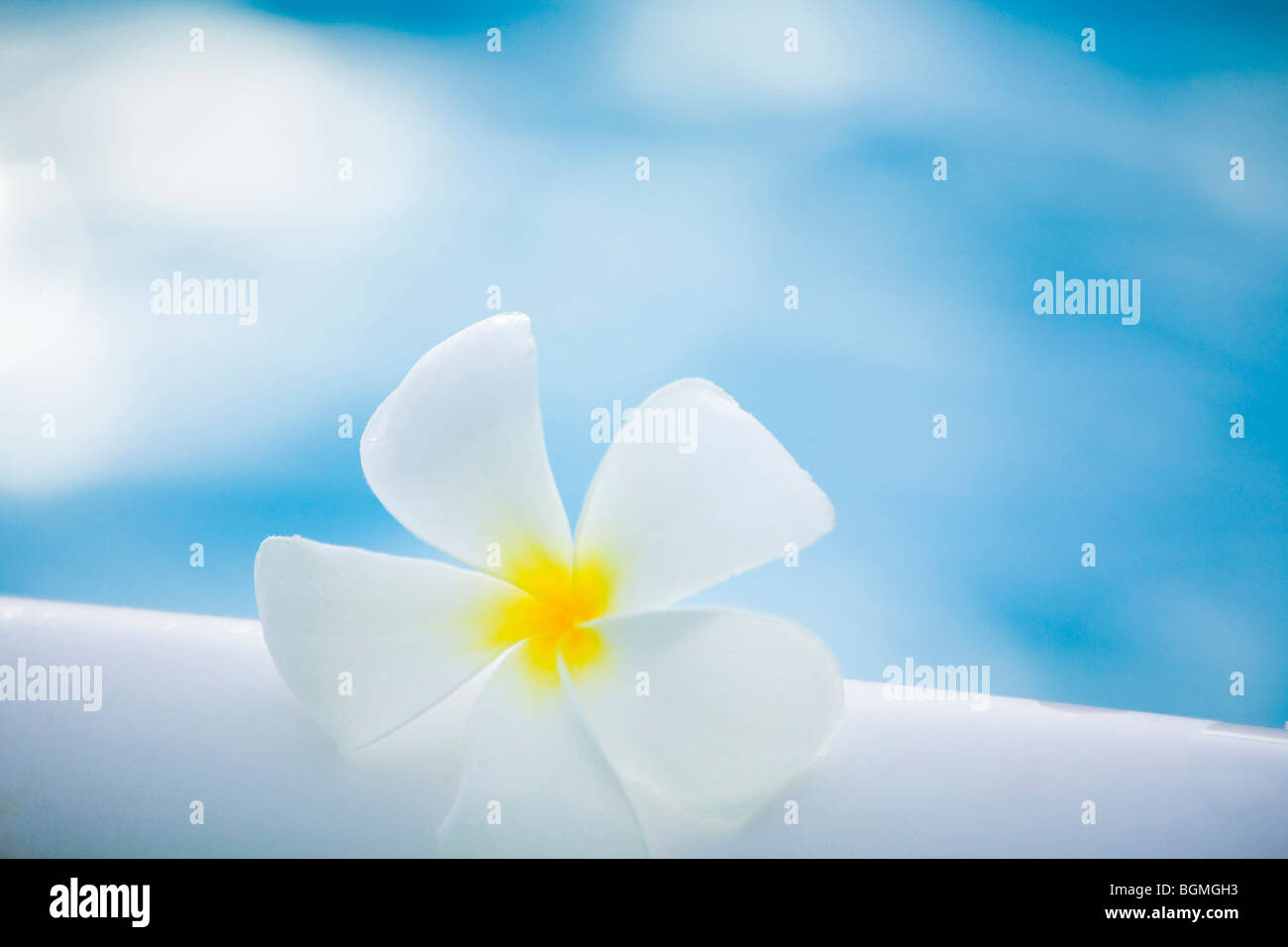 White Temple Tree flower Stock Photo - Alamy
