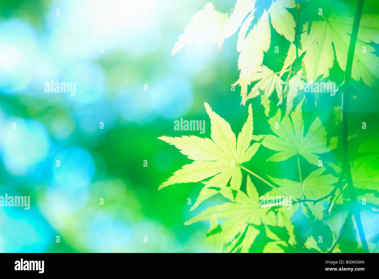 Maple tree leaves in sunlight Stock Photo - Alamy