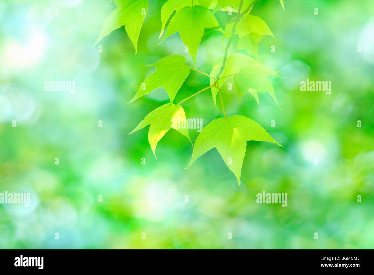 Maple tree leaves in sunlight Stock Photo - Alamy