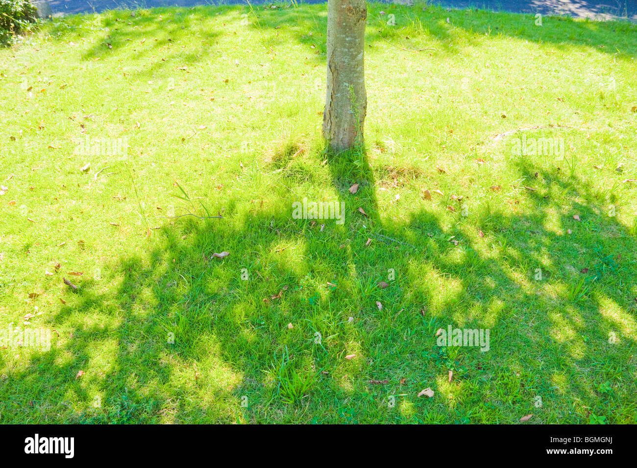 Shadow of a tree on grass Stock Photo - Alamy