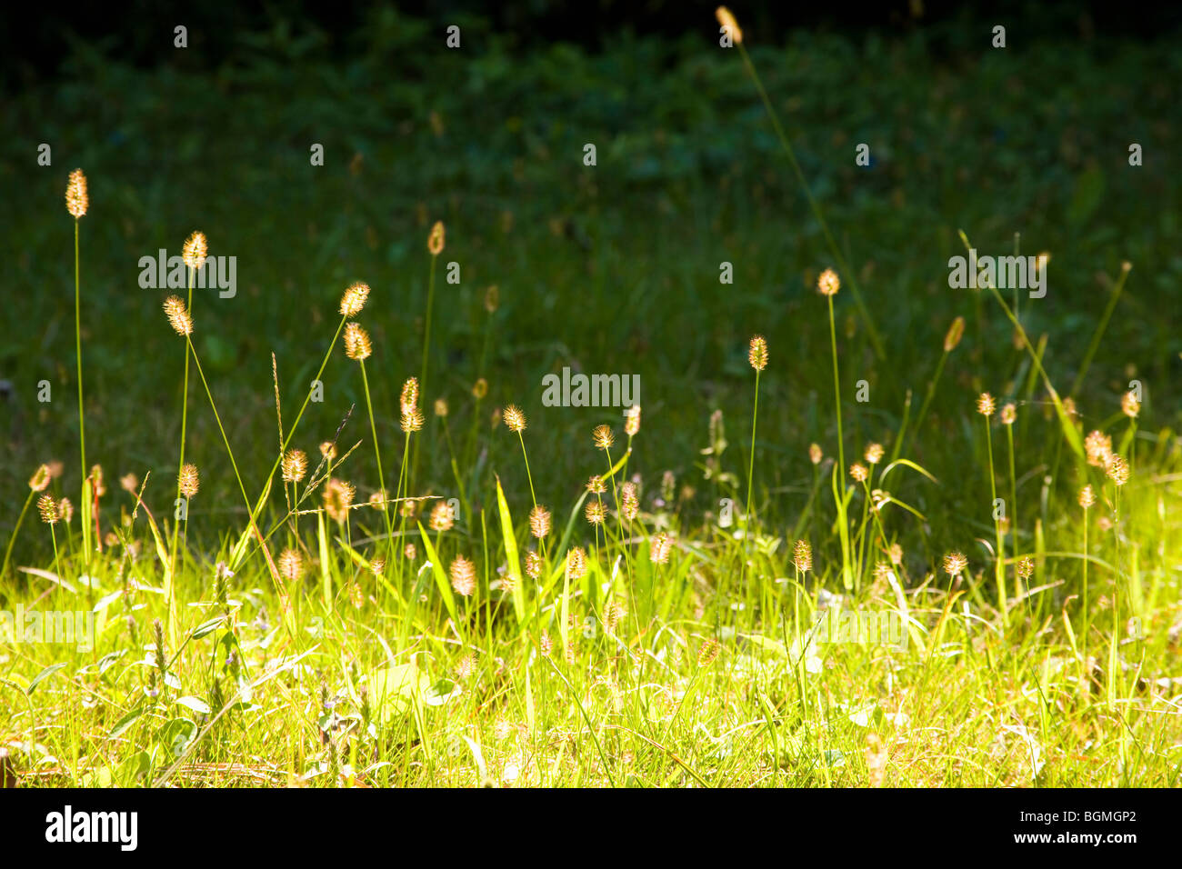 Bristle grass hi-res stock photography and images - Alamy