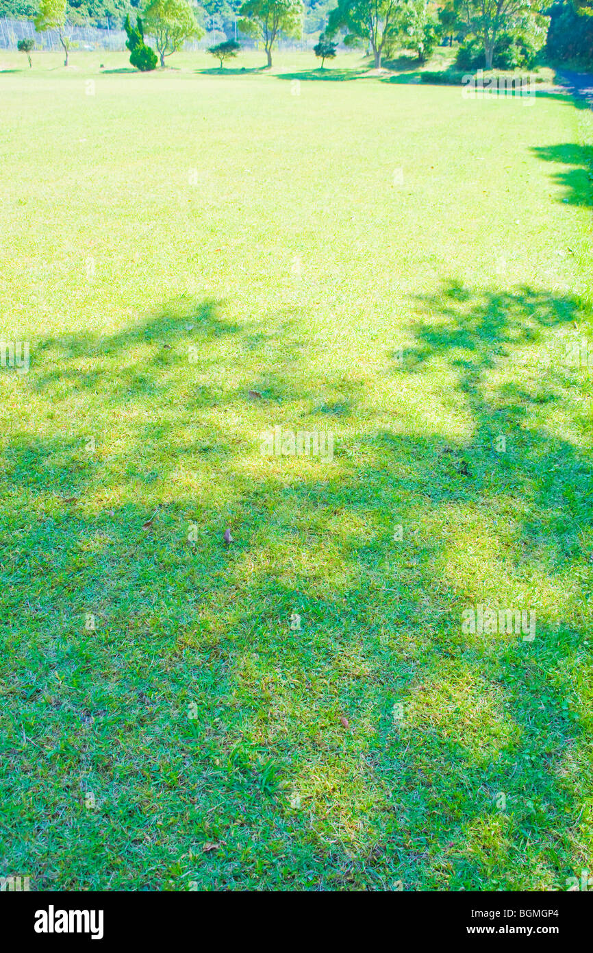 Shadow tree hi-res stock photography and images - Alamy