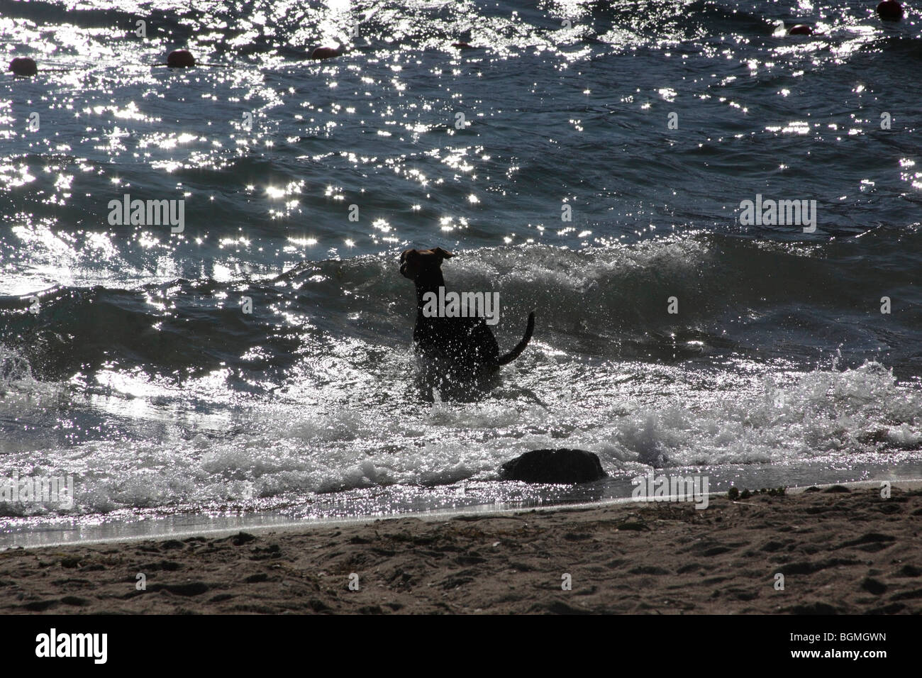 A dog running into the waves of a lake Stock Photo - Alamy