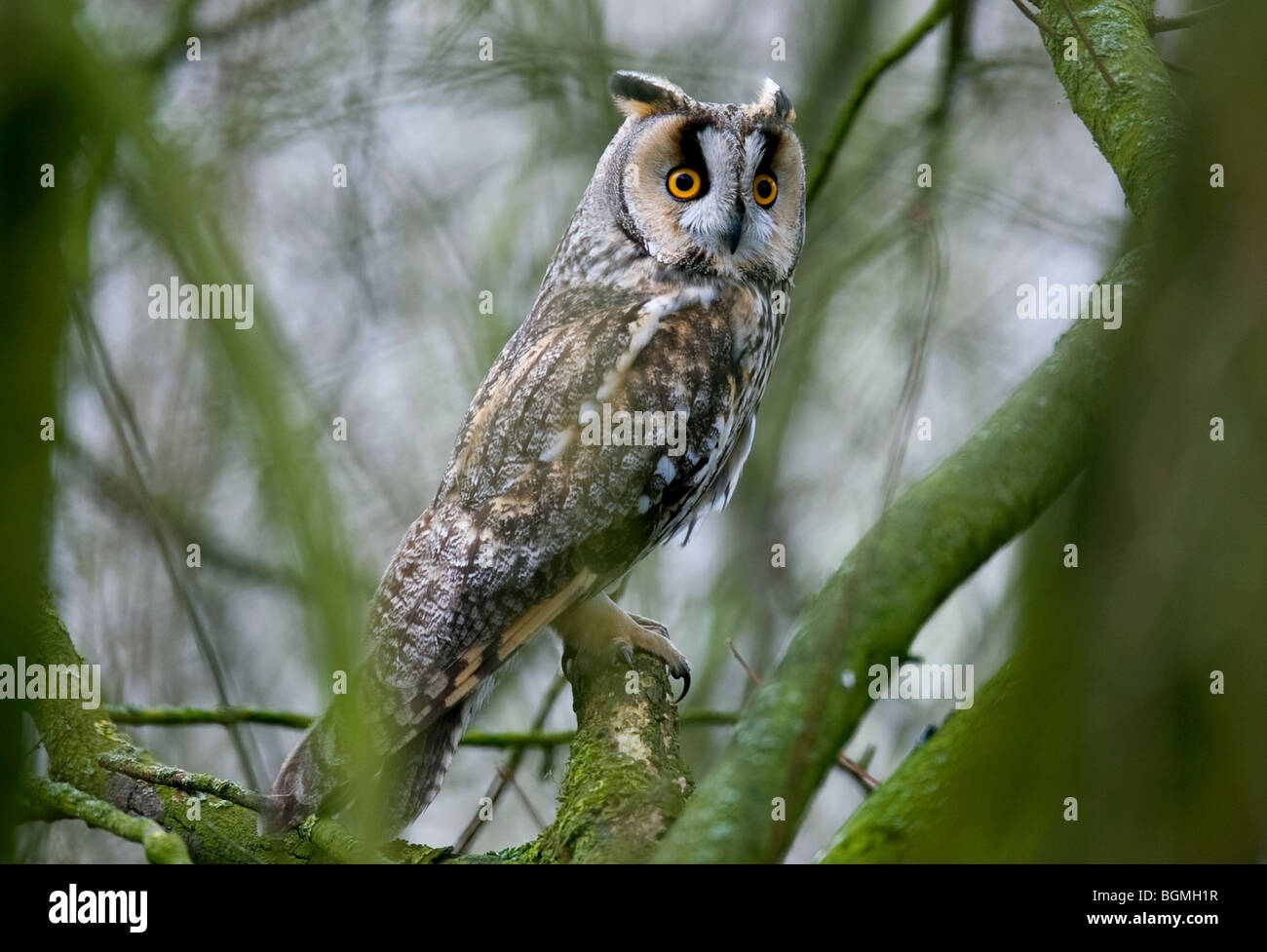 Long eared owls uk winter hi-res stock photography and images - Alamy