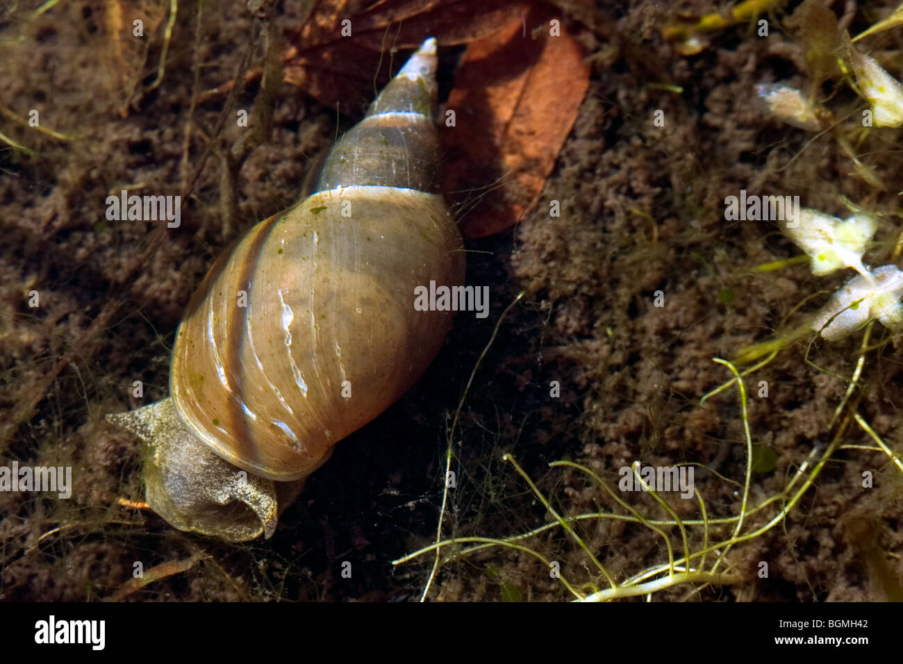 Great pond snail (Lymnaea stagnalis), Belgium Stock Photo - Alamy