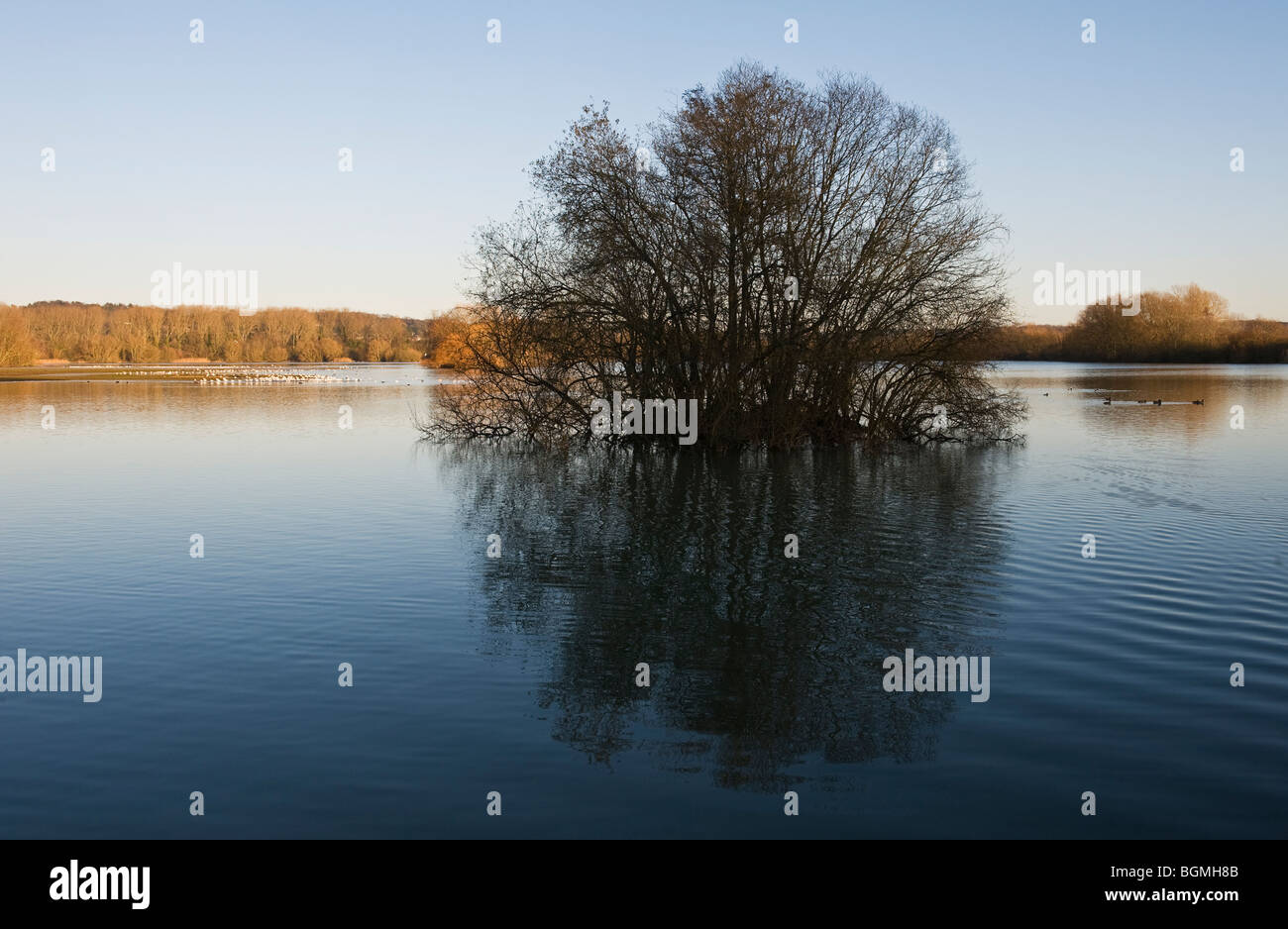 Bare Winter trees on an island on Spade Oak lake Bourne End ...