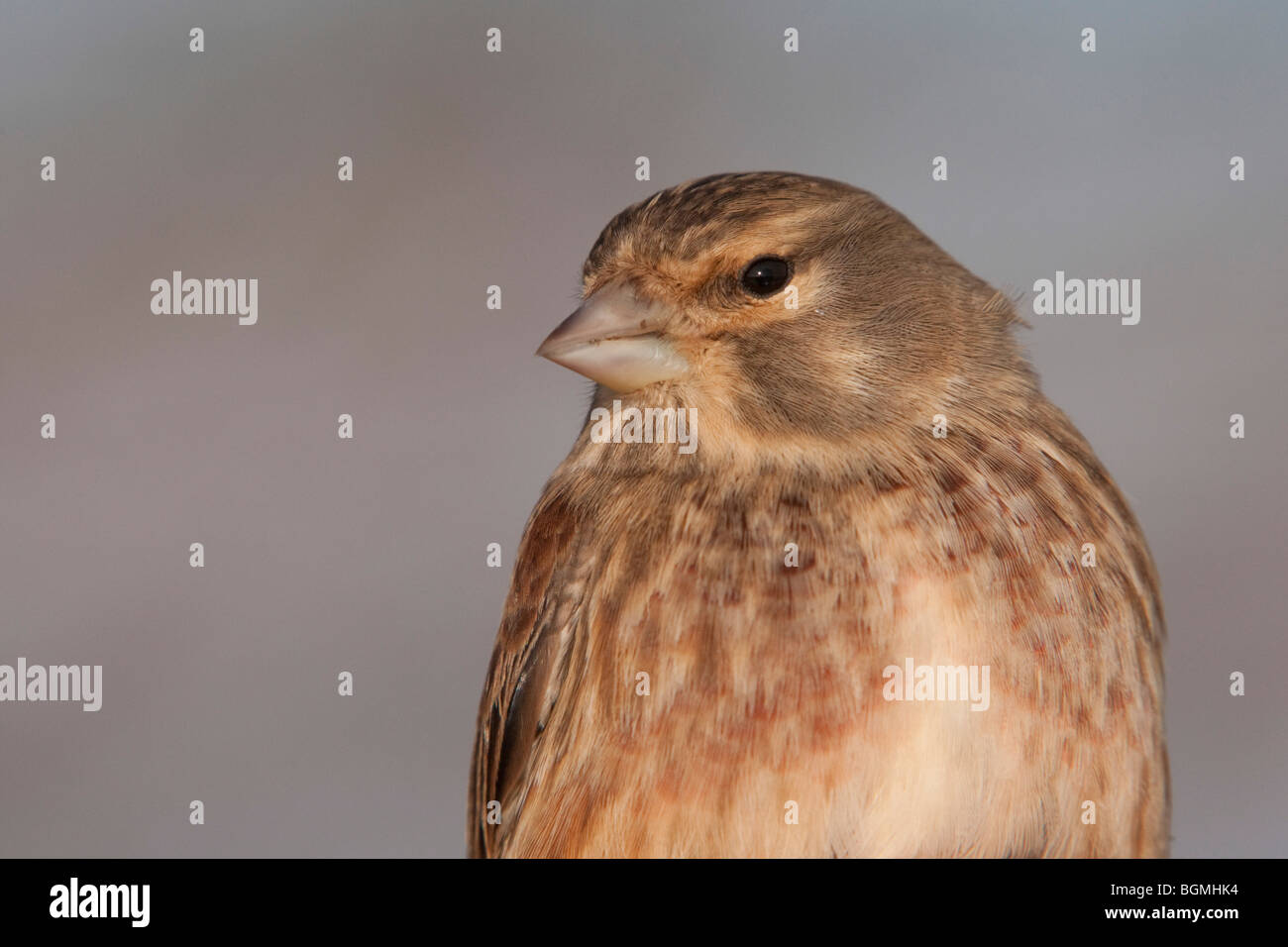 Linnet Uk Winter High Resolution Stock Photography and Images - Alamy