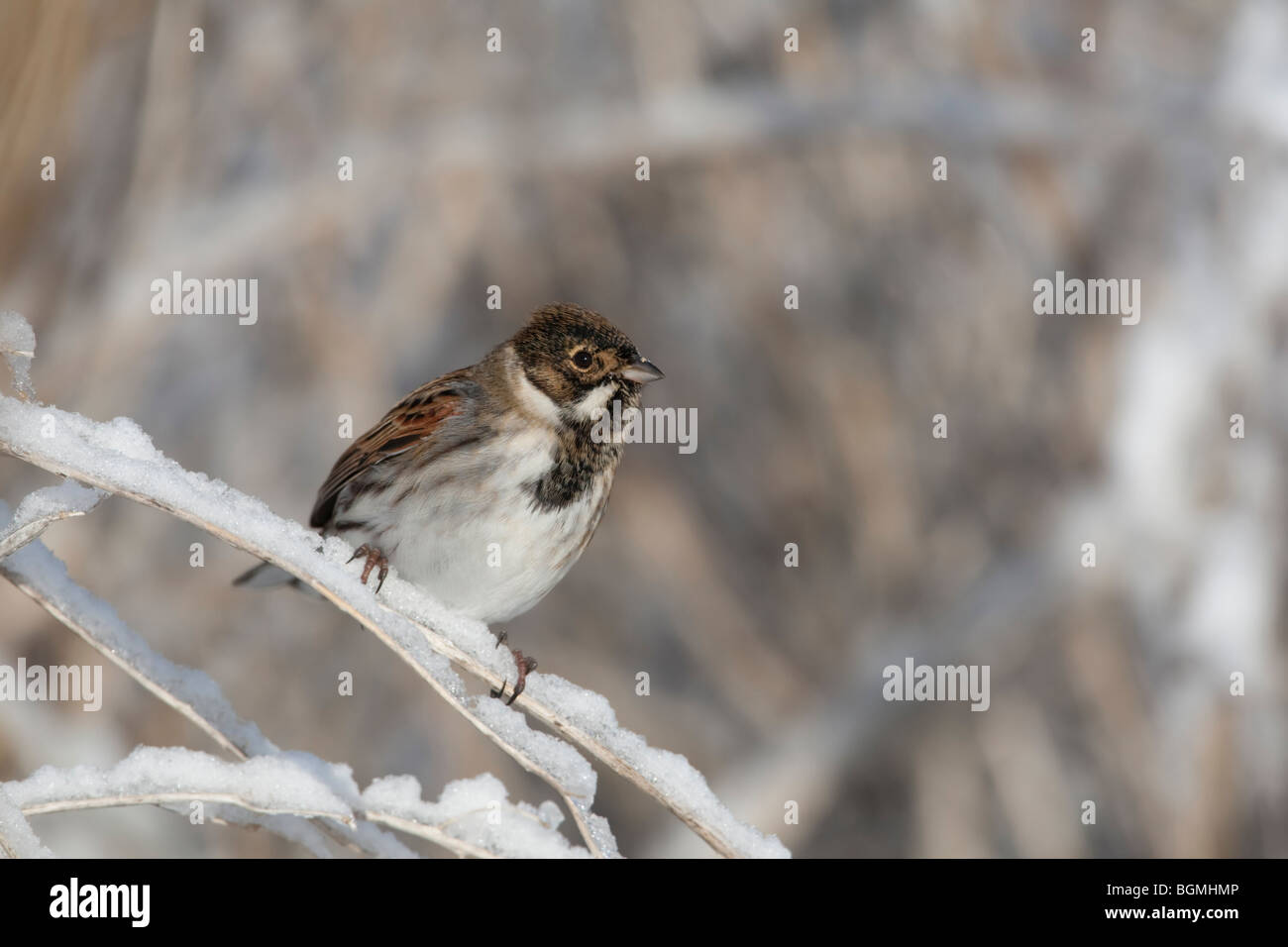 Winter male snow bunting hi-res stock photography and images - Alamy
