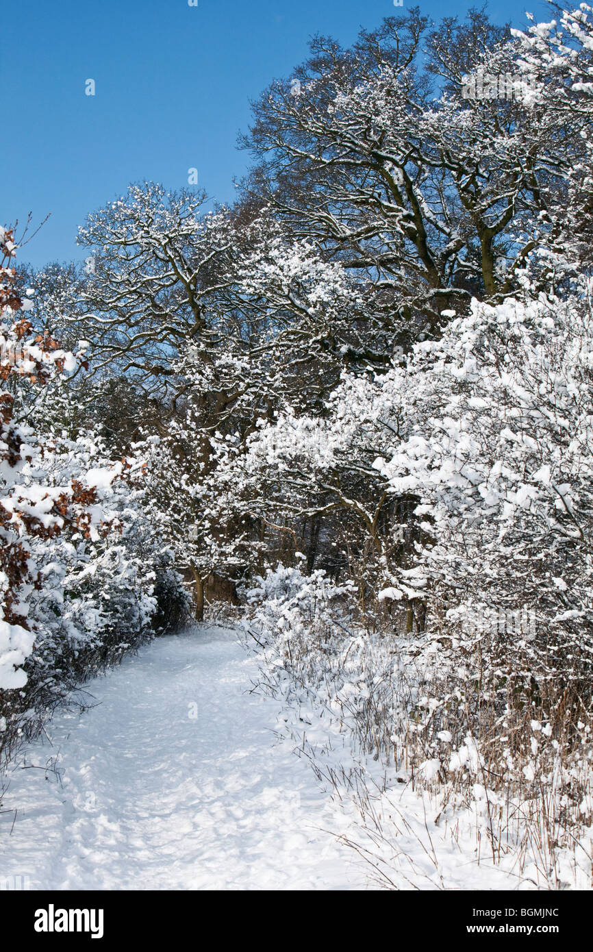 English forest hi-res stock photography and images - Alamy