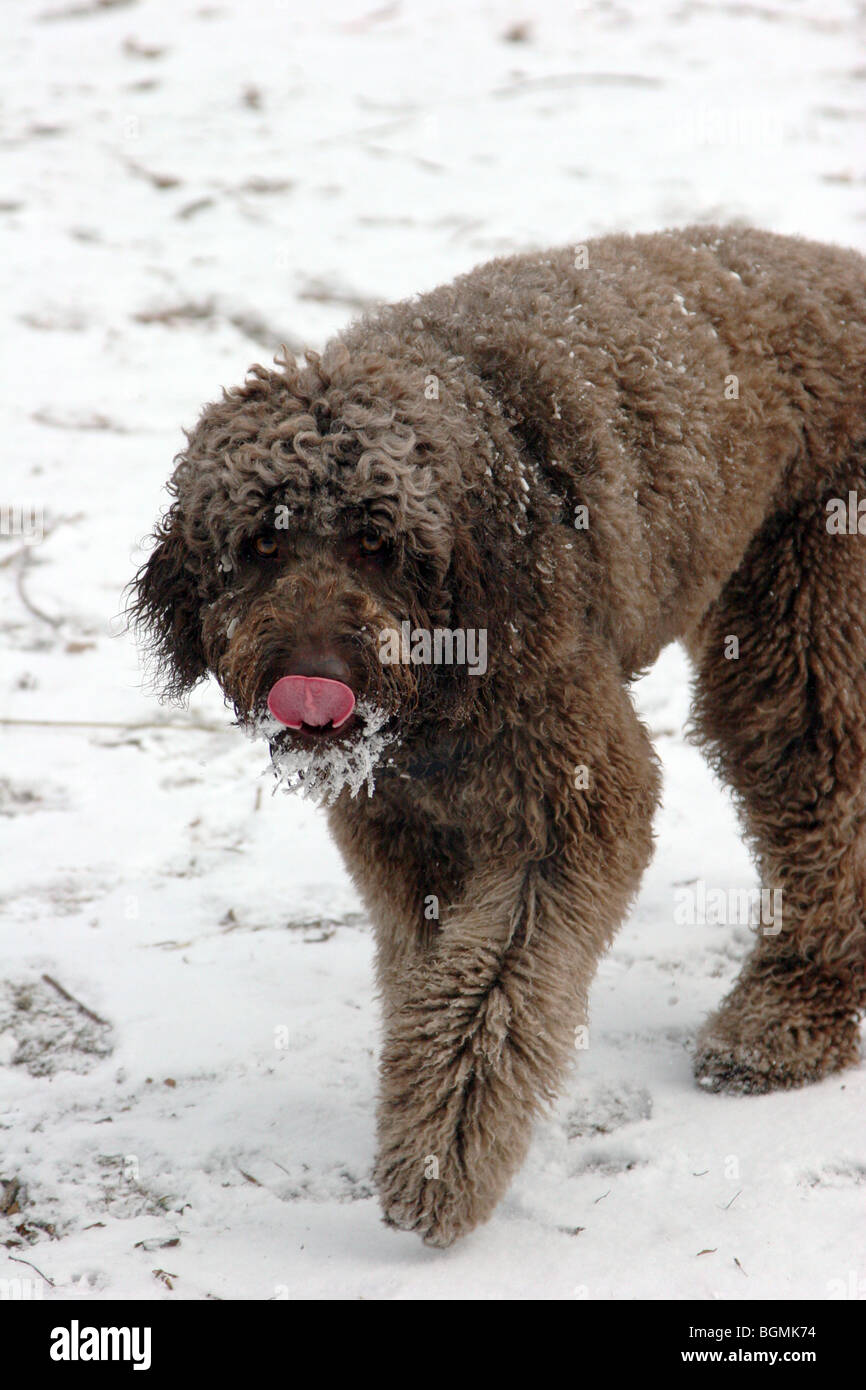 Chocolate brown labradoodle in the snow in Central Park, NYC. ©Tom ...
