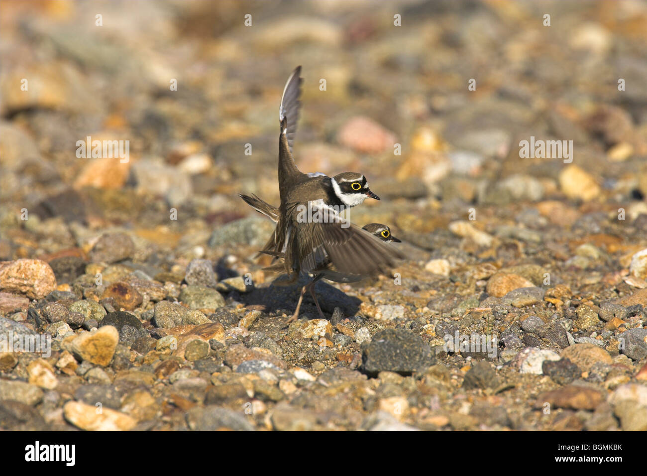 Little Ringed Plover Charadrius dubius pair in mating display on ...