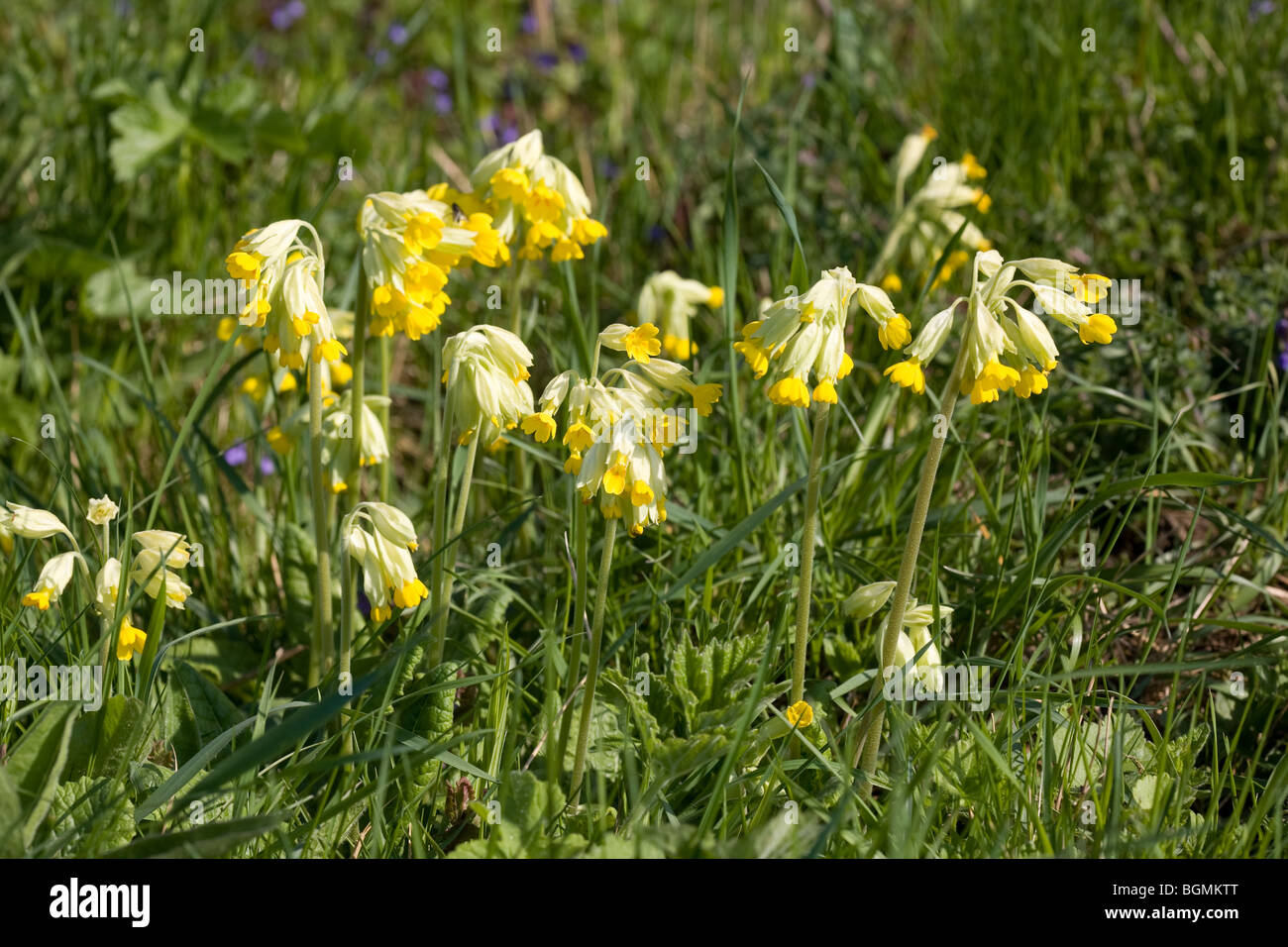 Cowslip primula veris hi-res stock photography and images - Alamy