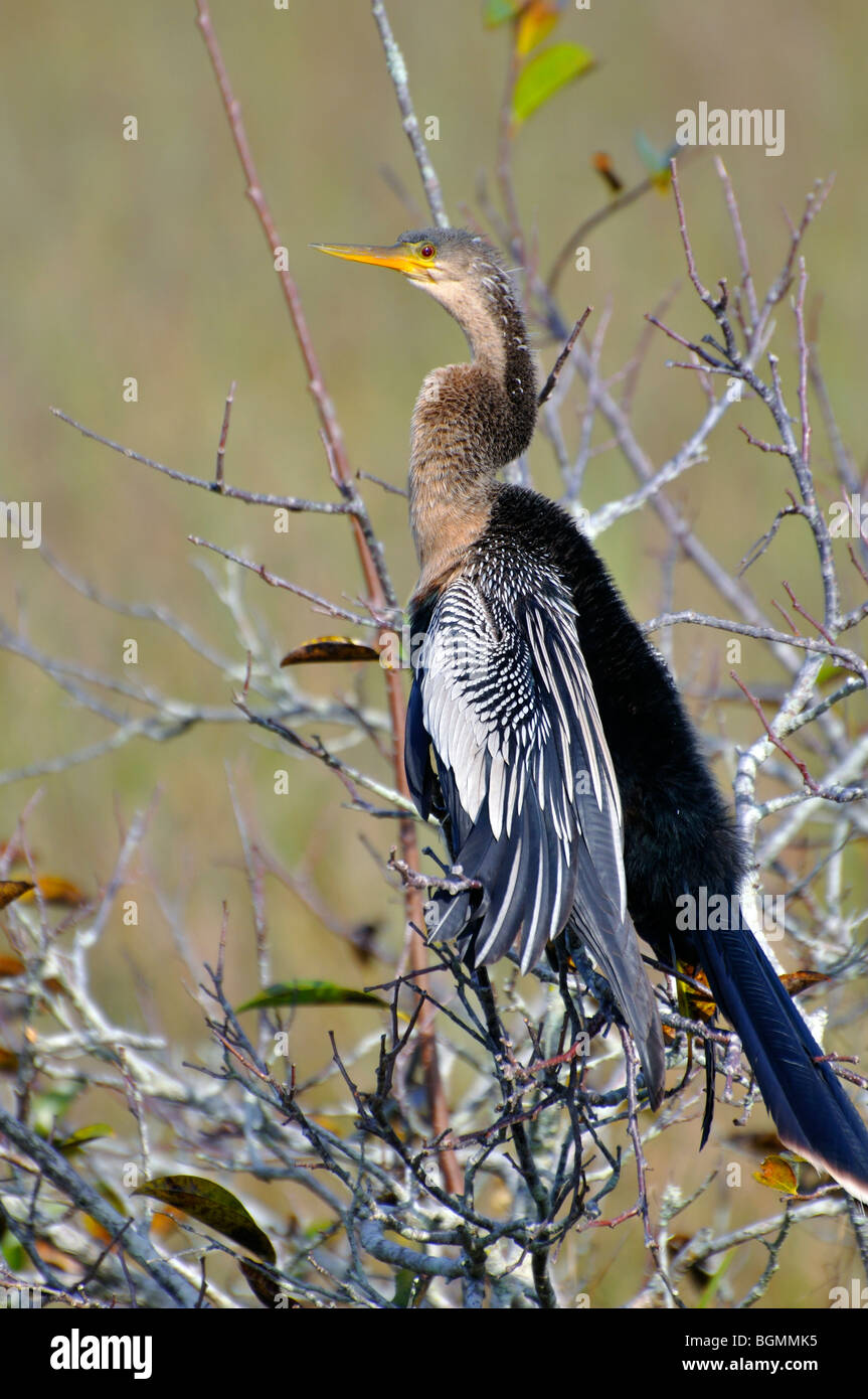 Anhinga (Anhinga anhinga), Everglades national park, Florida, USA Stock ...