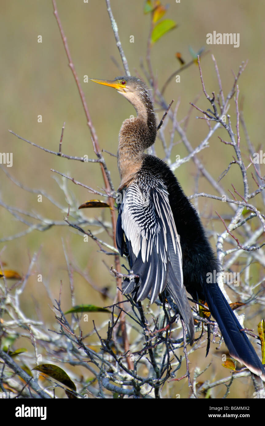 Anhinga (Anhinga anhinga), Everglades national park, Florida, USA Stock ...