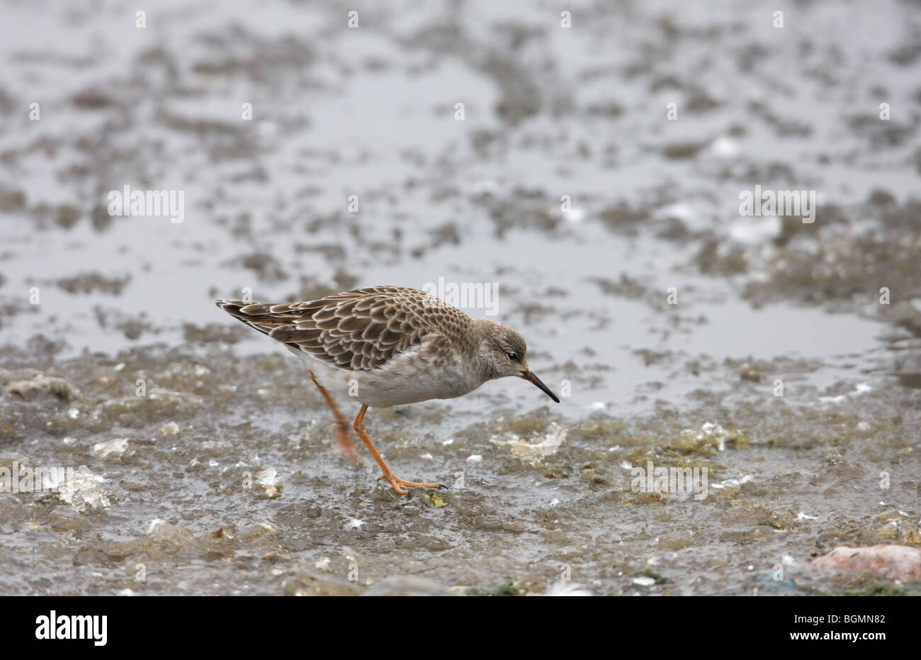 Male ruff in breeding plumage hi-res stock photography and images - Alamy