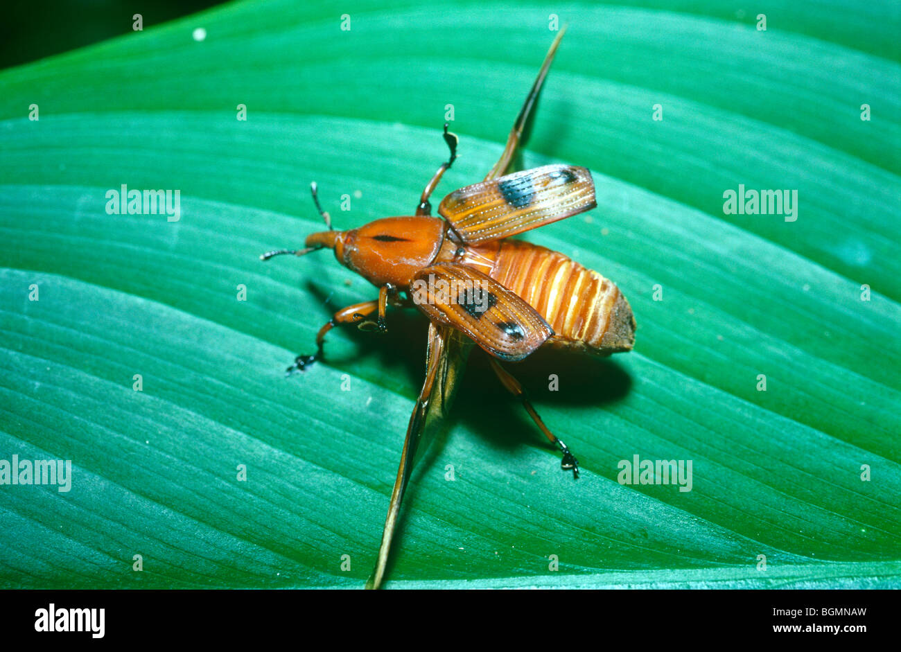 Giant palm weevil hi-res stock photography and images - Alamy