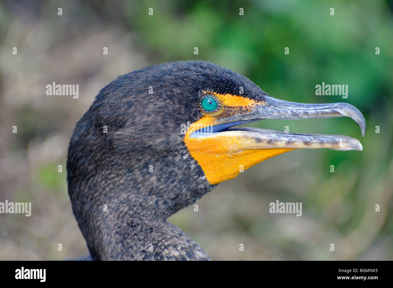 Cormorant head hi-res stock photography and images - Alamy
