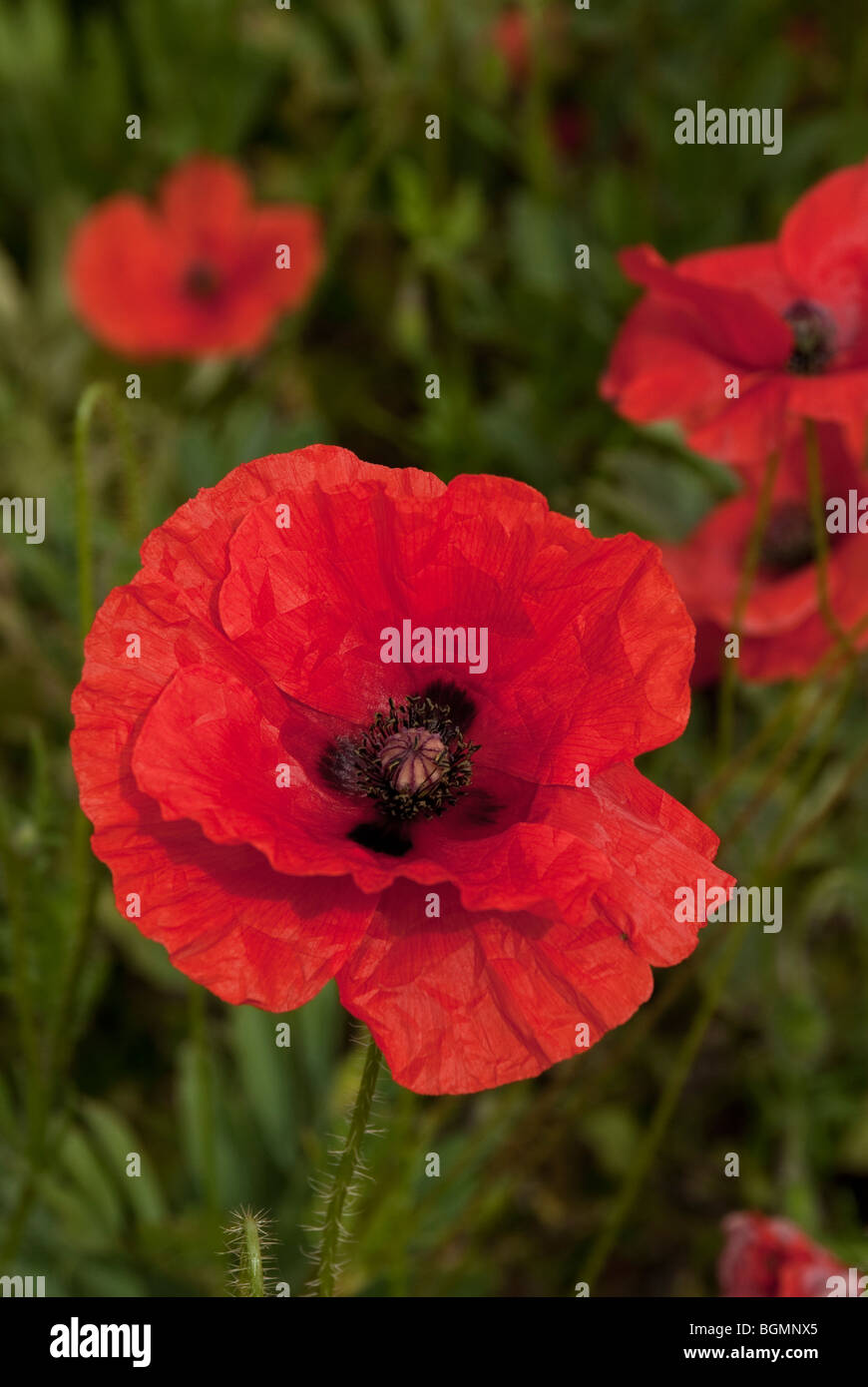 Poppy field uk hi-res stock photography and images - Alamy