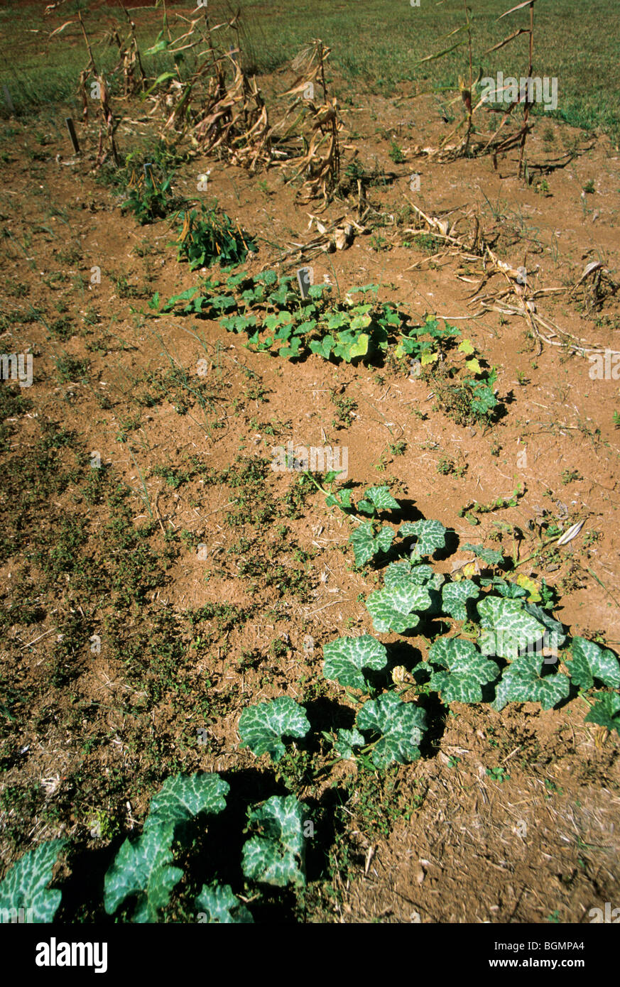 Traditional Cherokee garden of squash, corn and beans in Tennessee ...