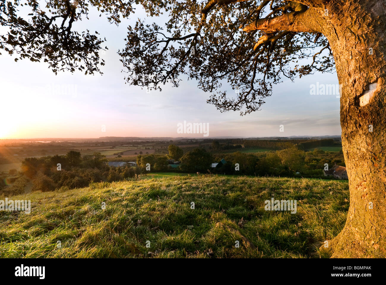 Burrow Hill Tree High Resolution Stock Photography and Images - Alamy