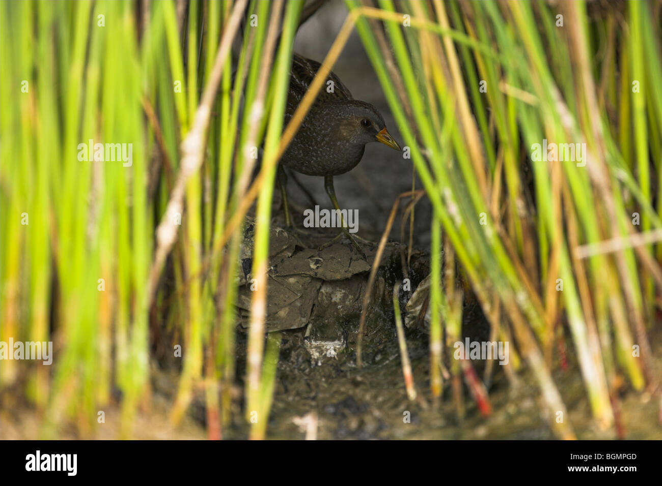 Adult breeding spotted crake hi-res stock photography and images - Alamy