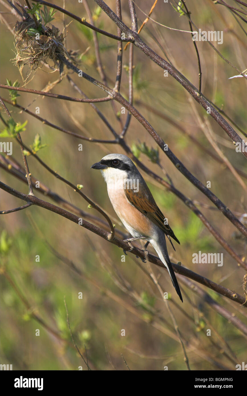 Shrubby vegetation hi-res stock photography and images - Alamy