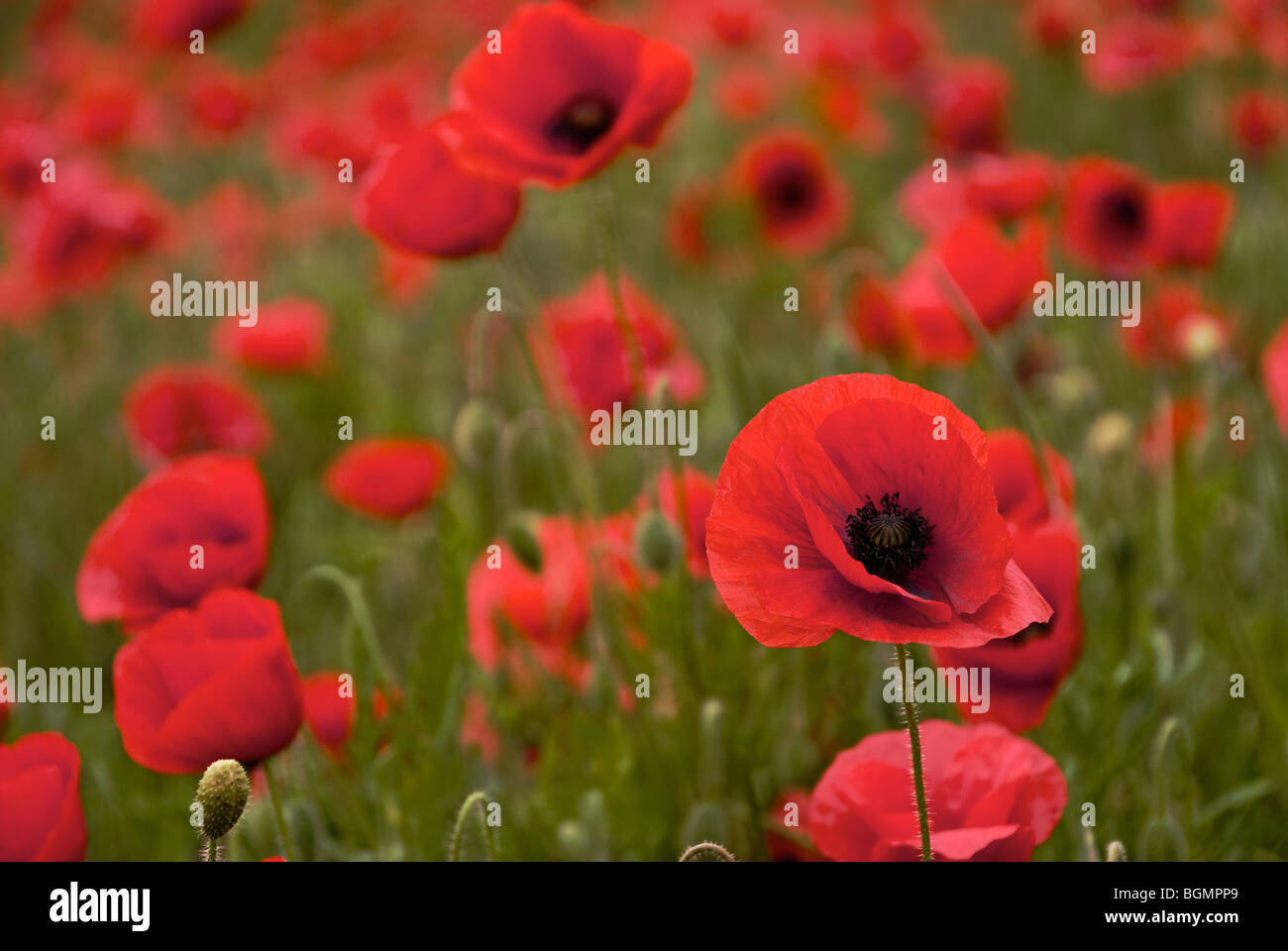Poppy Field Cambridge High Resolution Stock Photography and Images - Alamy