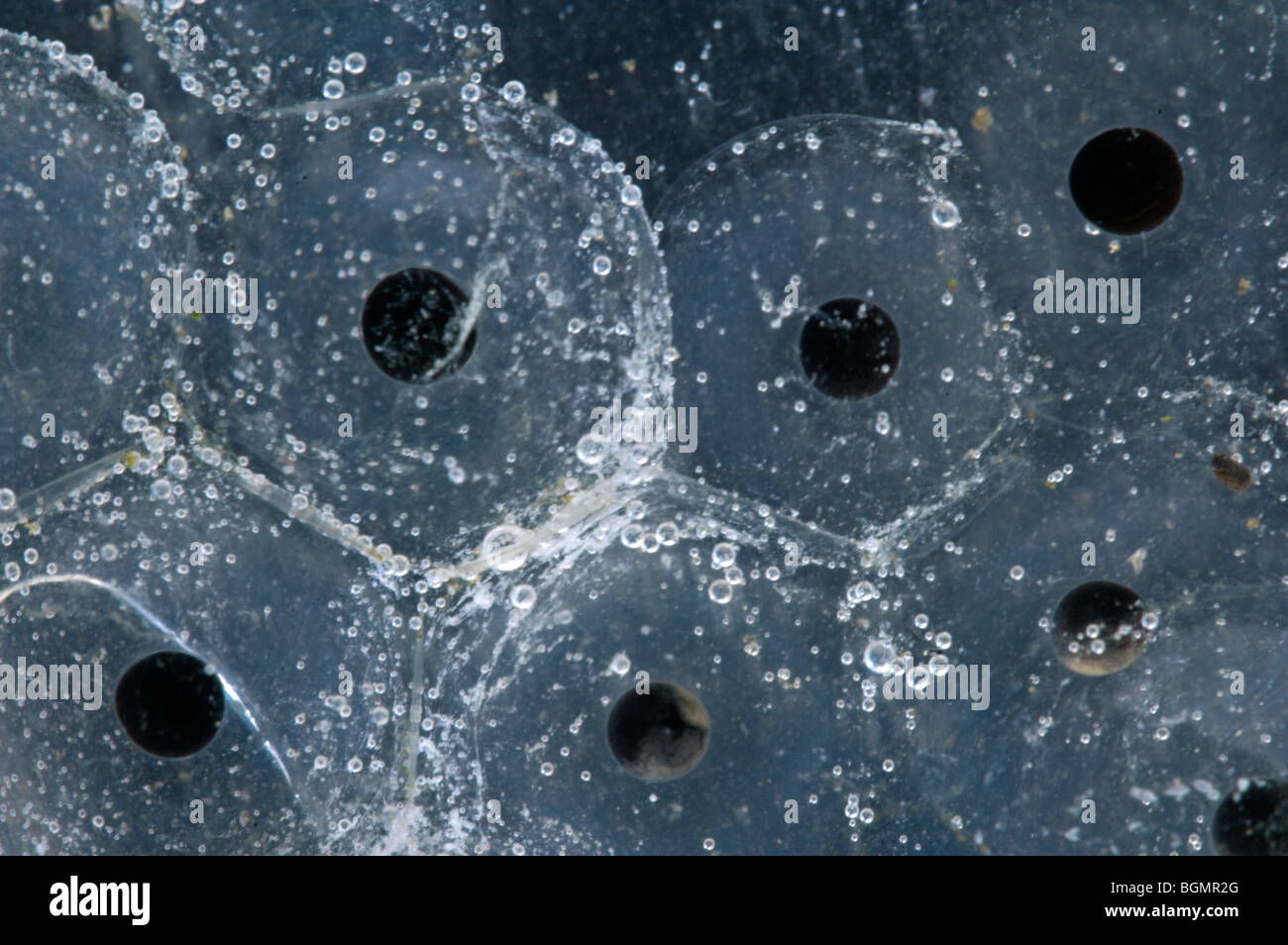 Frogspawn containing embryos of European common brown frog (Rana ...