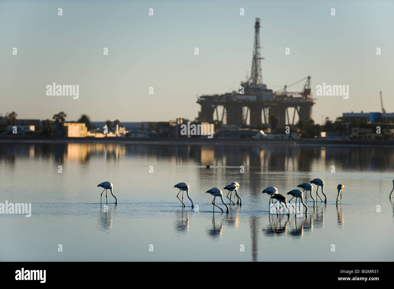 Oil rig sea birds hi-res stock photography and images - Alamy