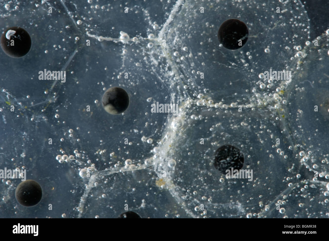 Frogspawn containing embryos of European common brown frog (Rana ...