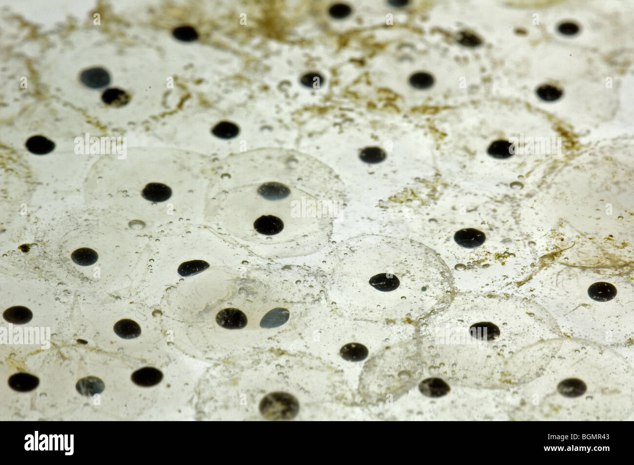 Frogspawn containing embryos of European common brown frog (Rana ...
