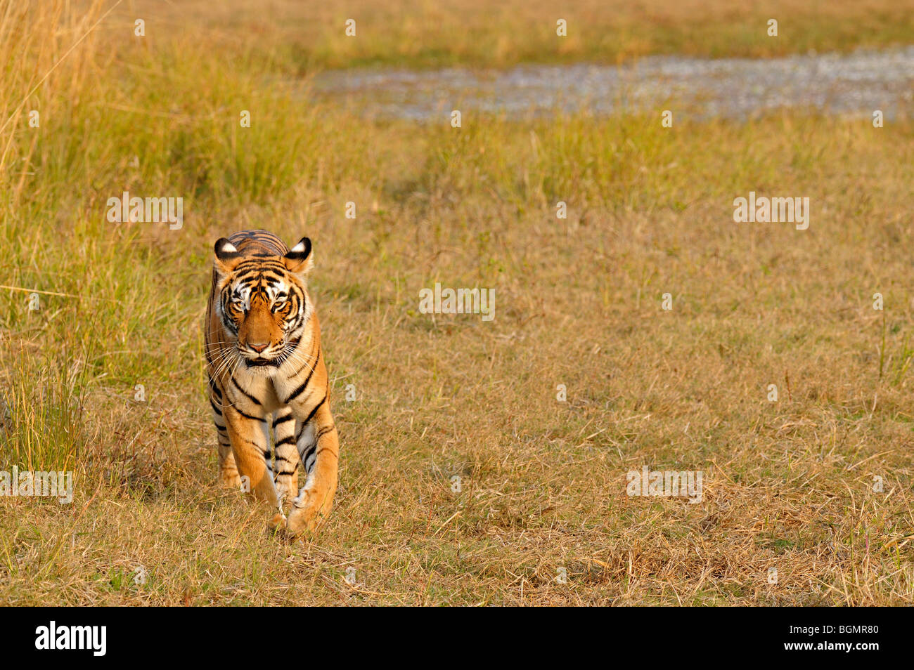 Tiger in the dry grasses of Ranthambore tiger reserve Stock Photo - Alamy