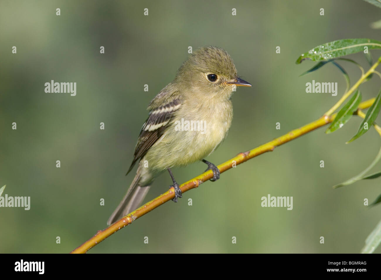 Yellow bellied flycatcher hi-res stock photography and images - Alamy