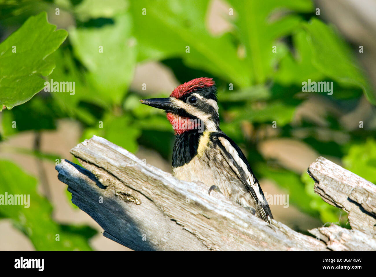 Yellow-bellied Sapsucker Adult male Stock Photo - Alamy
