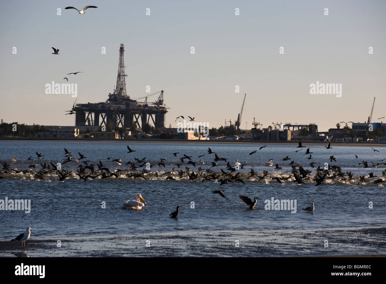 Oil rig sea birds hi-res stock photography and images - Alamy