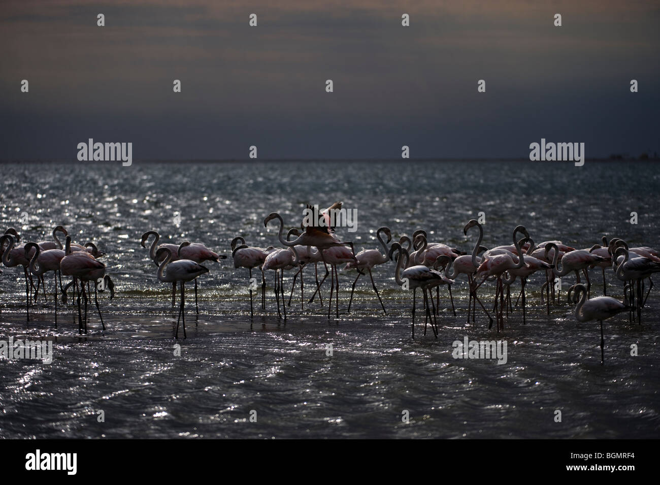 Flamingos in the lagoon at Walvis Bay, Namibia Stock Photo - Alamy