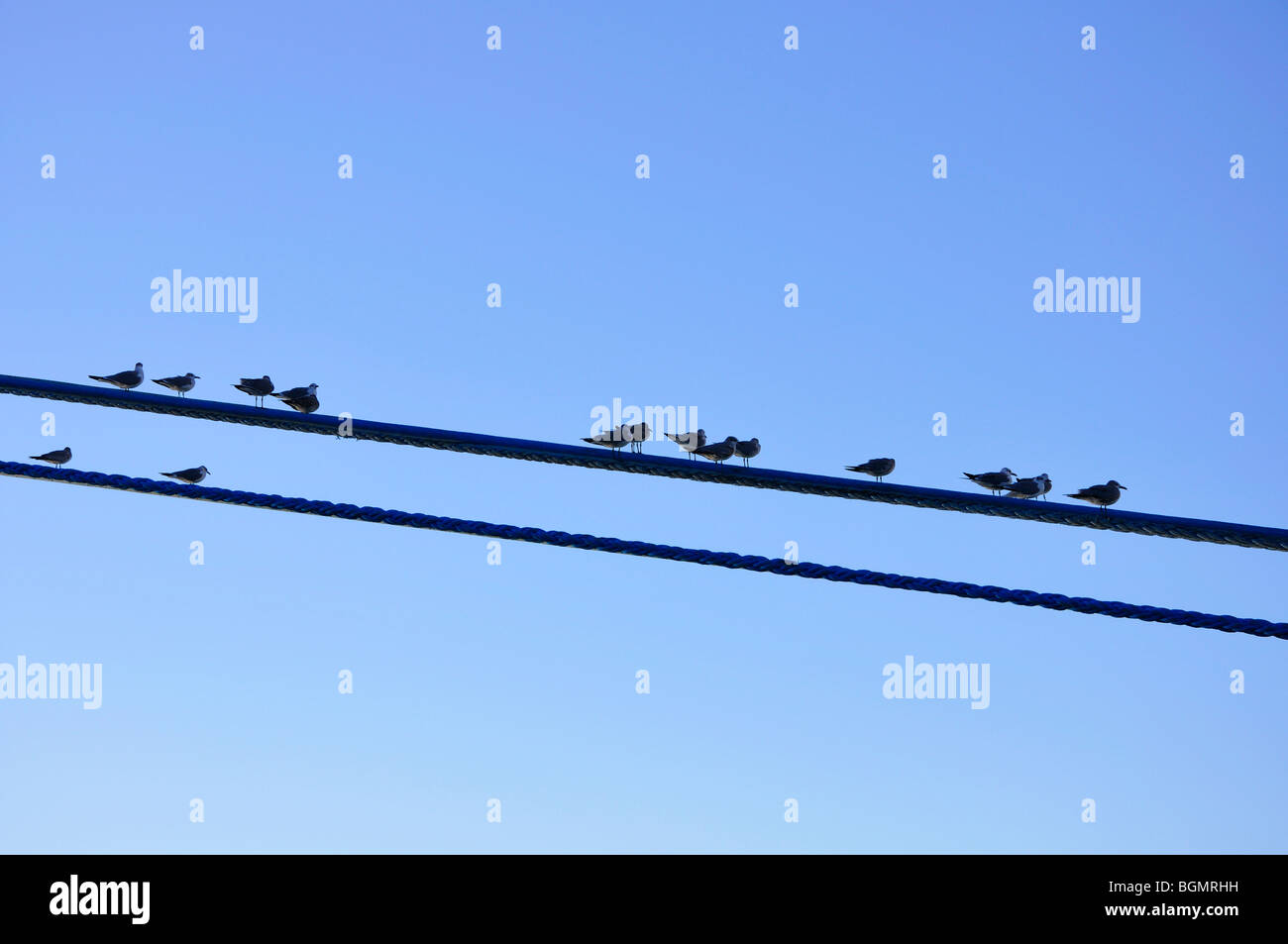Birds sitting on wires Stock Photo - Alamy