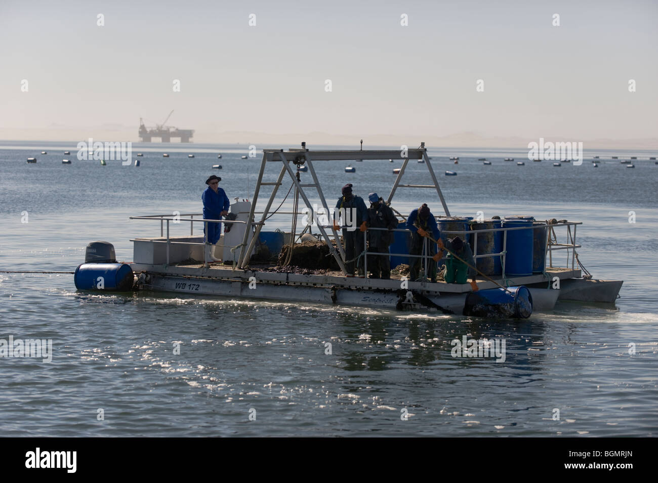 Oyster farming in Walvis bay, Namibia Stock Photo - Alamy