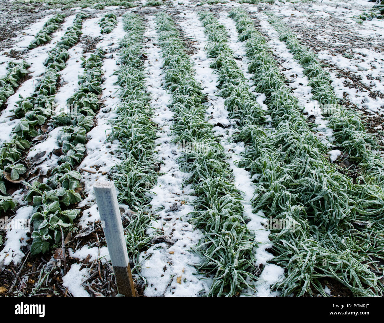 Winter rye hi-res stock photography and images - Alamy