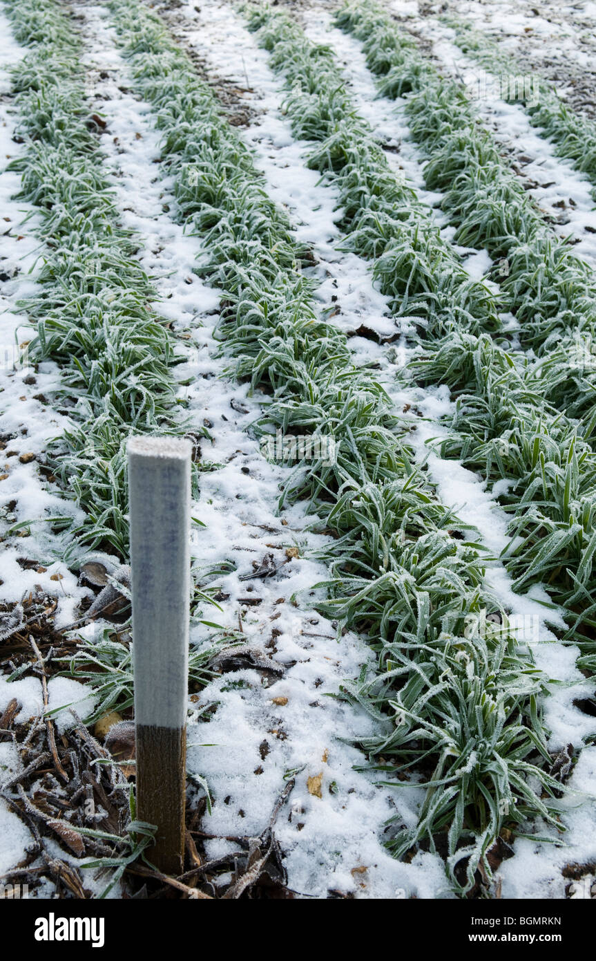 Winter rye hi-res stock photography and images - Alamy